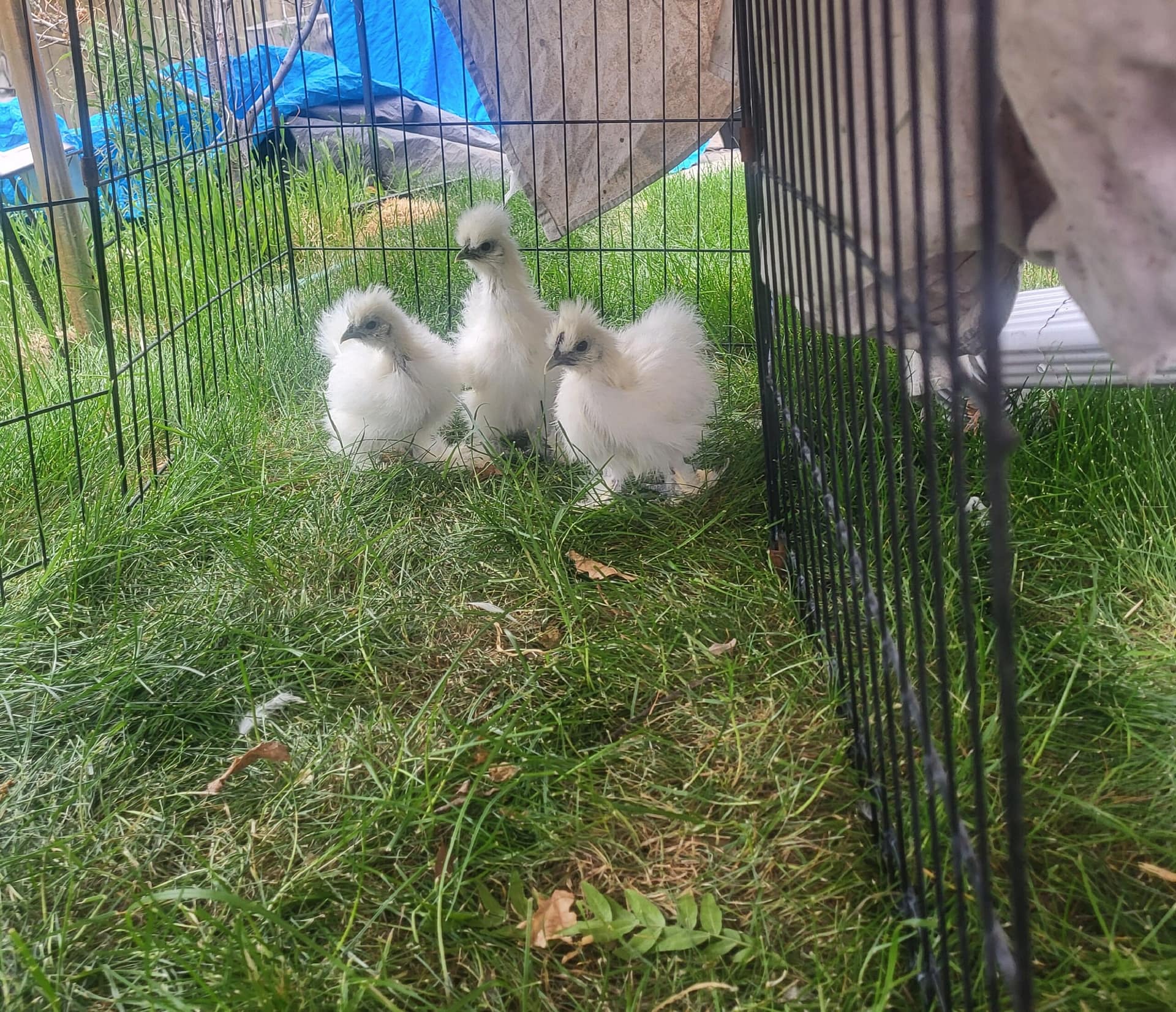 JenXSpeaks How to set up a safe space for your new chicks and older silkies